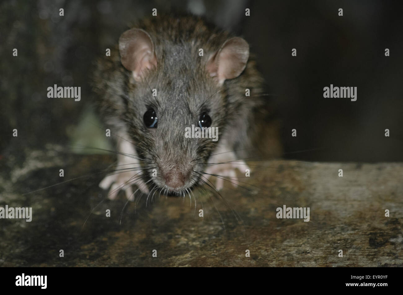 Asian house rat hi-res stock photography and images - Alamy