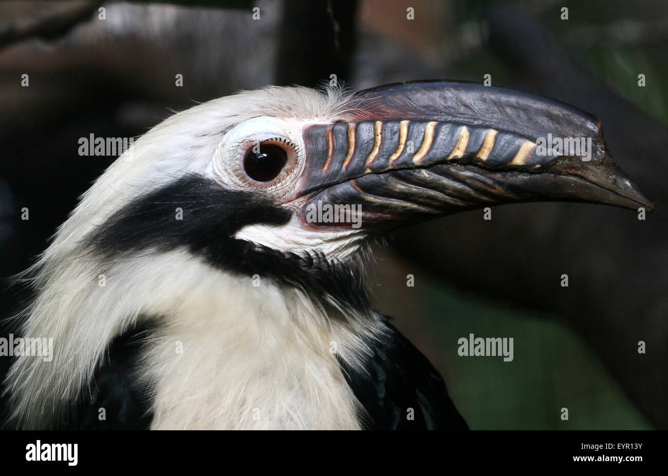 Male Visayan tarictic hornbill (Penelopides panini), native to the ...