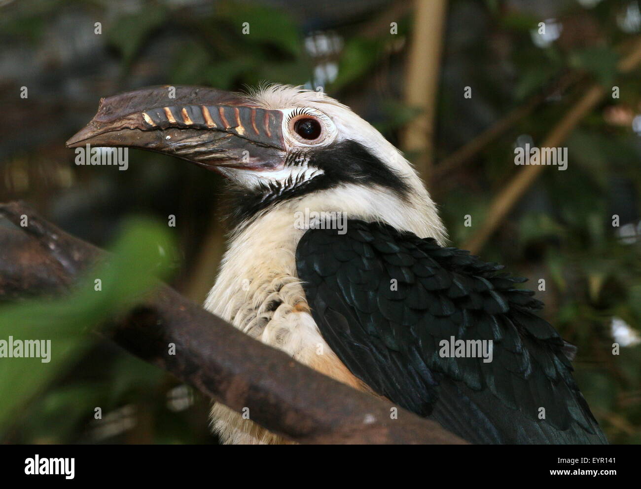 Male Visayan tarictic hornbill (Penelopides panini), native to the ...
