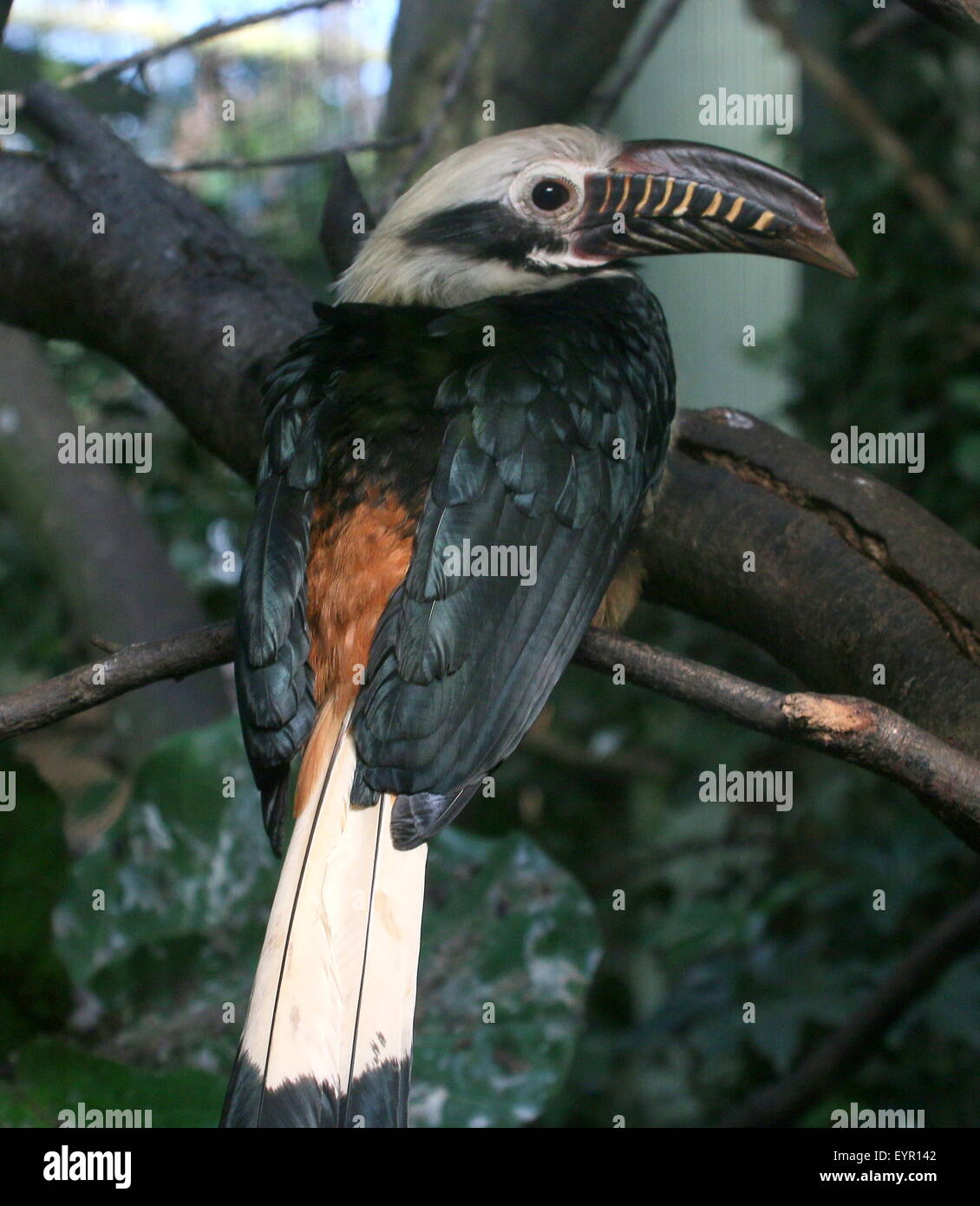 Visayan tarictic hornbill hi-res stock photography and images - Alamy
