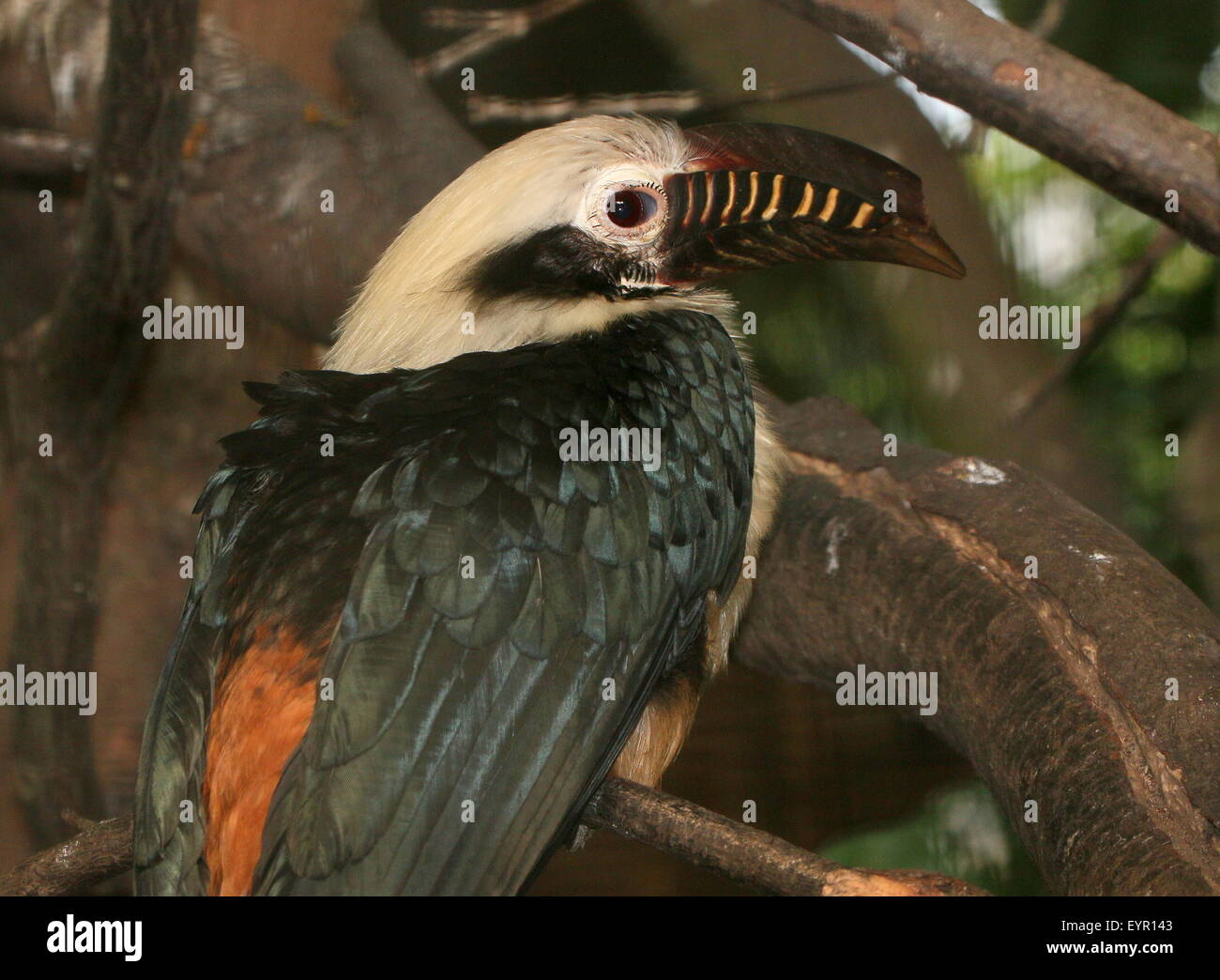 Male Visayan tarictic hornbill (Penelopides panini), native to the ...