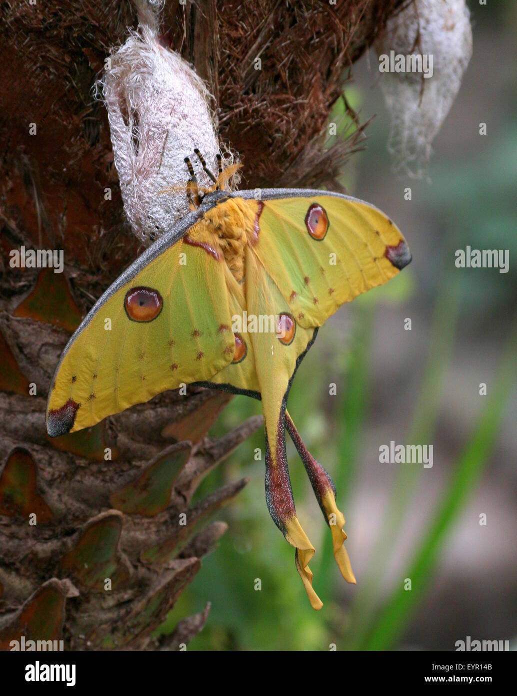 Moon moth cocoon hi-res stock photography and images - Alamy