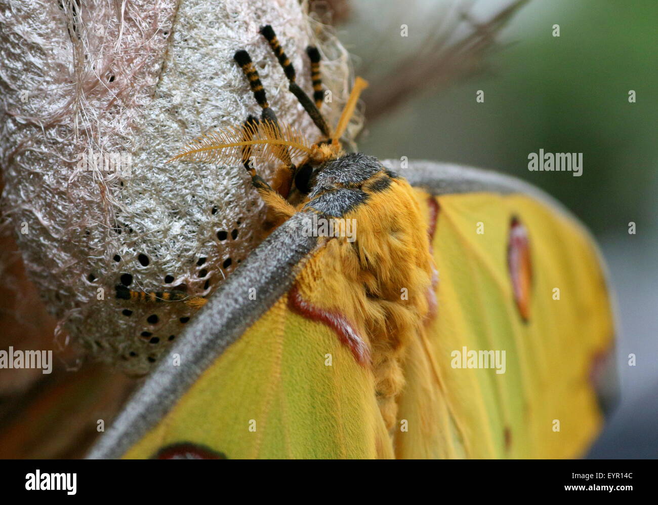 Comet moth hi-res stock photography and images - Alamy