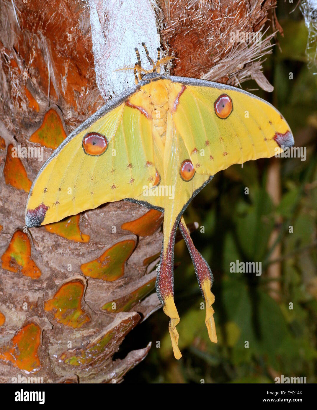 Closeup of a Madagascan Moon Moth or Comet Moth (Argema mittrei Stock ...