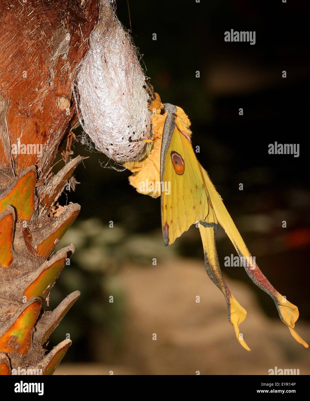 Comet moth madagascar hi-res stock photography and images - Alamy