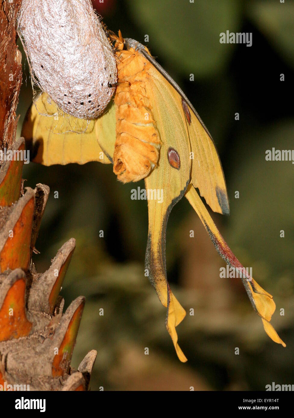 Closeup of the body of a Madagascan Moon Moth or Comet Moth (Argema ...