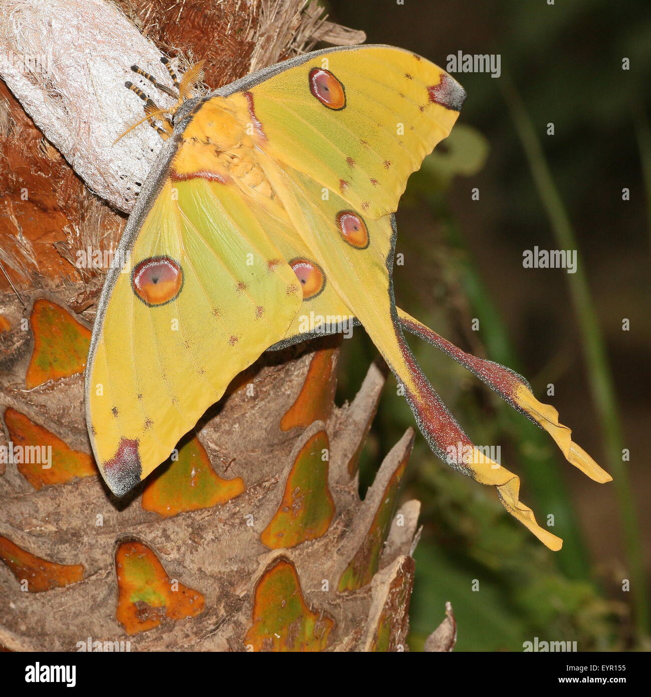 Comet moth hi-res stock photography and images - Alamy