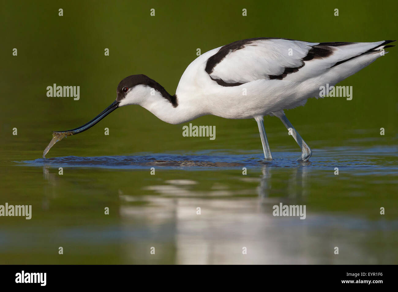 Pied avocet hi-res stock photography and images - Alamy