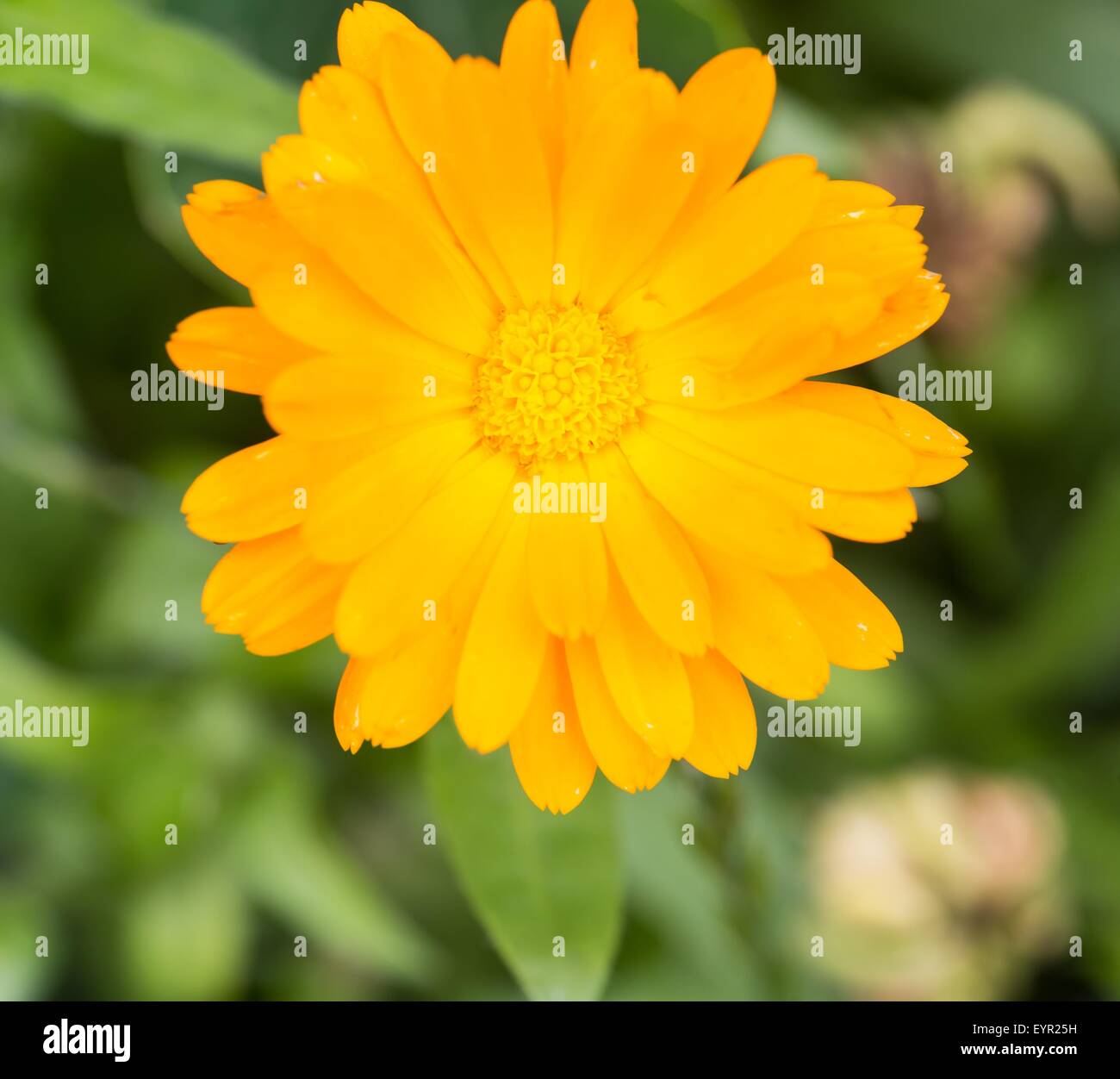 Marigolds flowers hi-res stock photography and images - Alamy