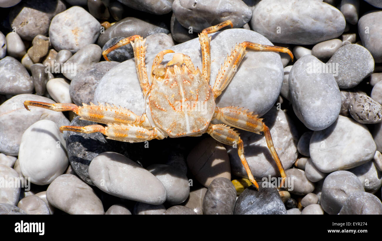 Skeleton crab hi-res stock photography and images - Alamy