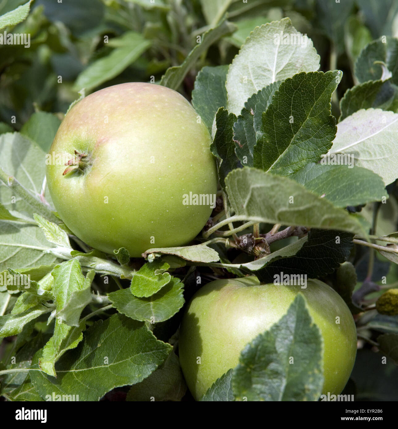 Apfel, James Grieve, Apfelsorte, Apfel, Kernobst, Obst Stock Photo - Alamy