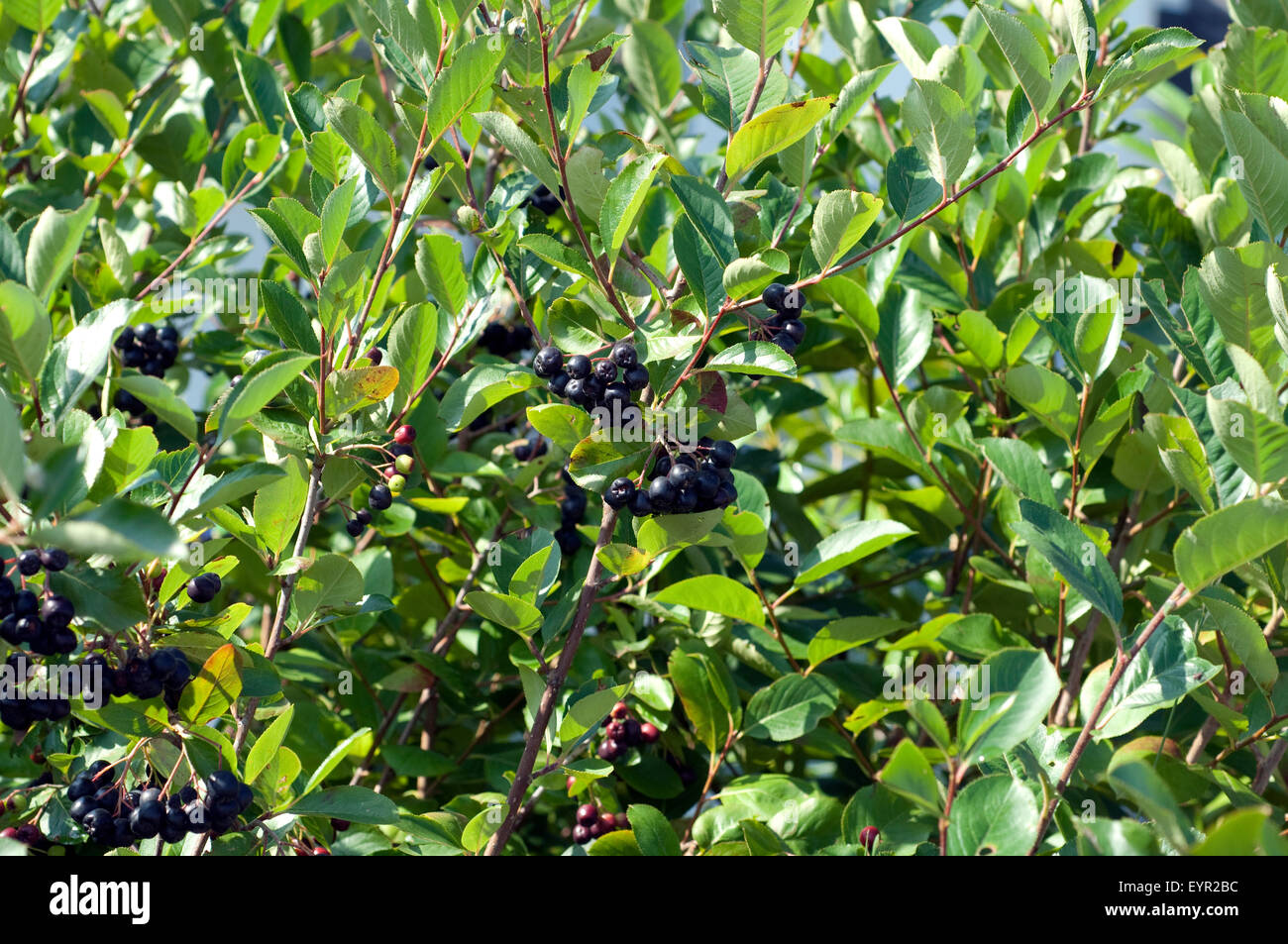 Apfelbeere; Aronia; Schwarze; Apfelbeeren; Zwergvogelbeere Stock Photo ...