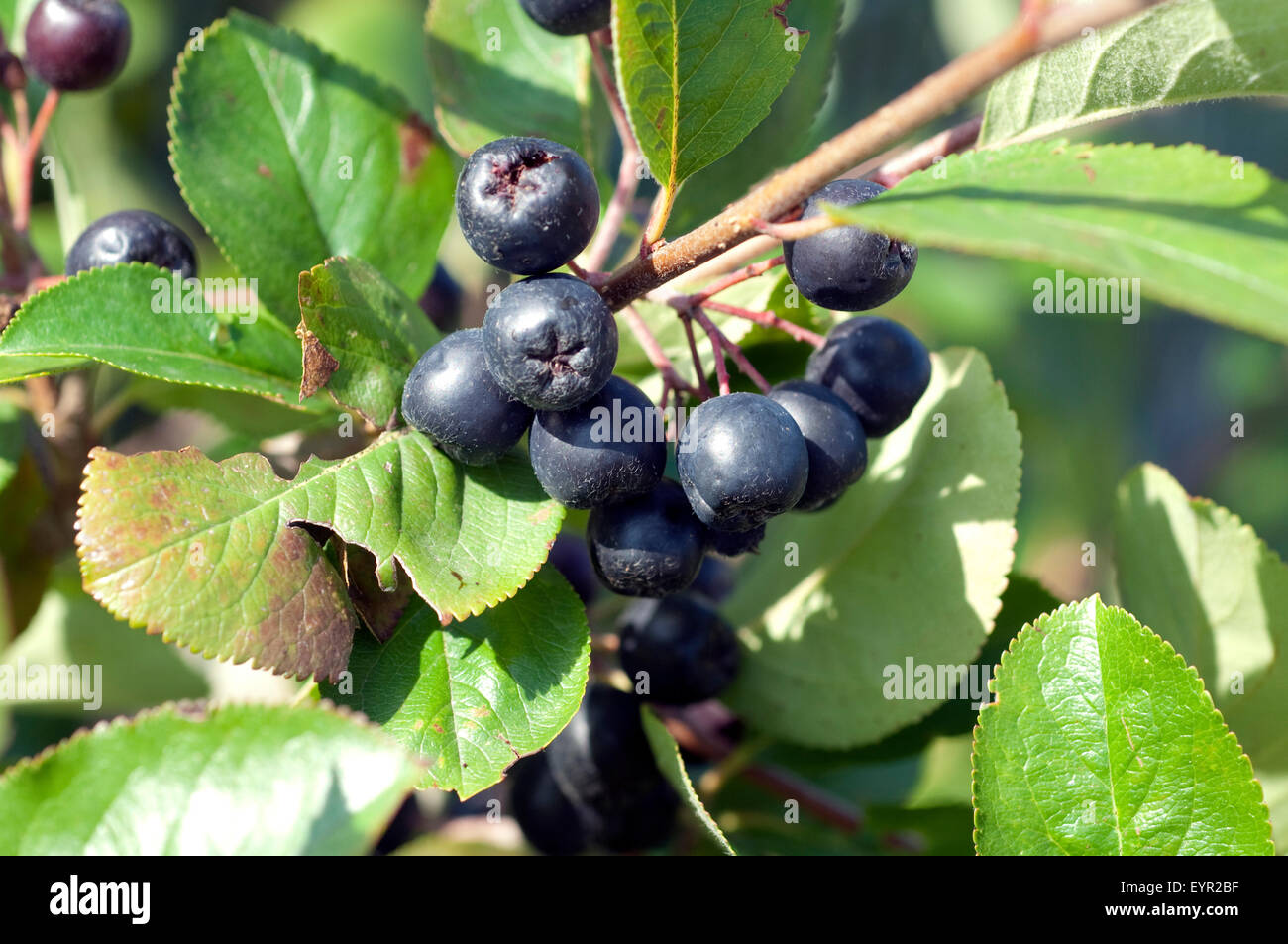 Dwarf ash tree hi-res stock photography and images - Alamy