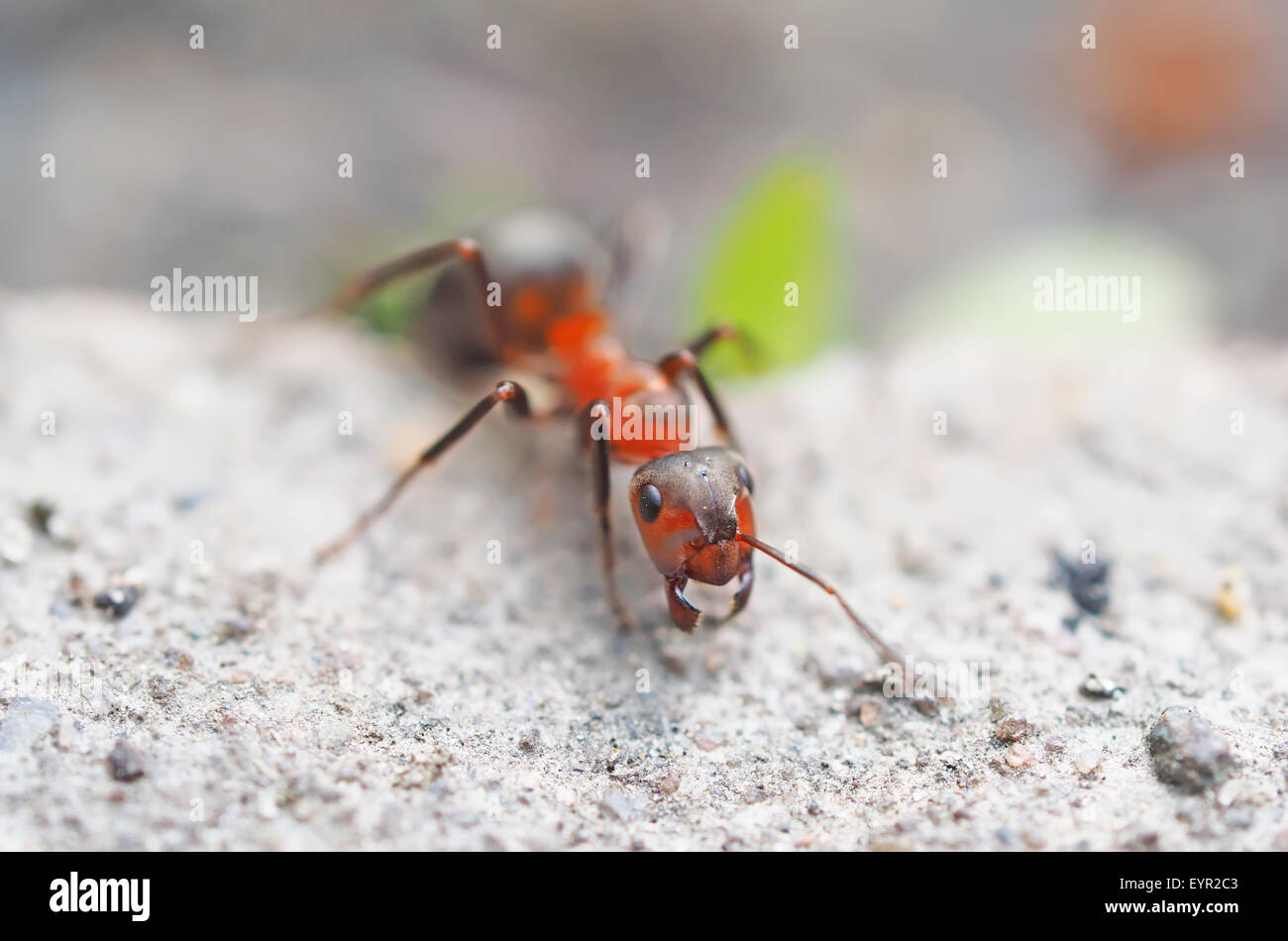 Ant in the forest Stock Photo - Alamy