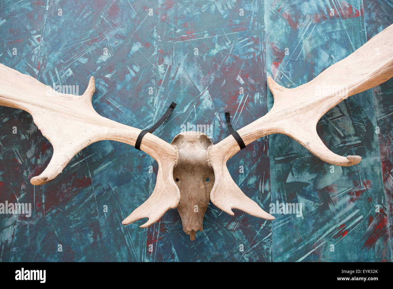 London, UK. 3 August 2015. Detail view of a pair of fossilised Giant ...