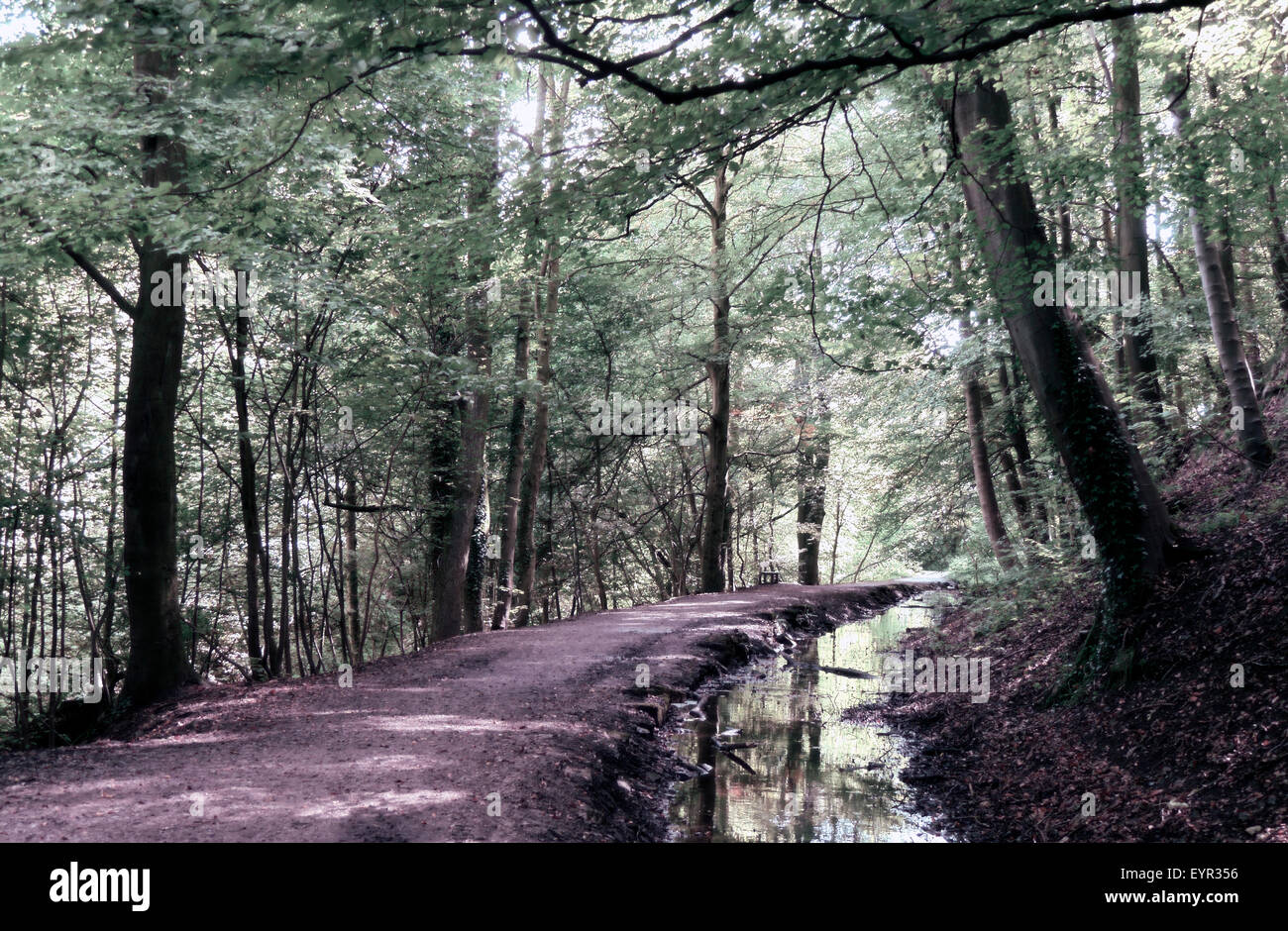 View of path leading through woods with small stream (colours changed ...
