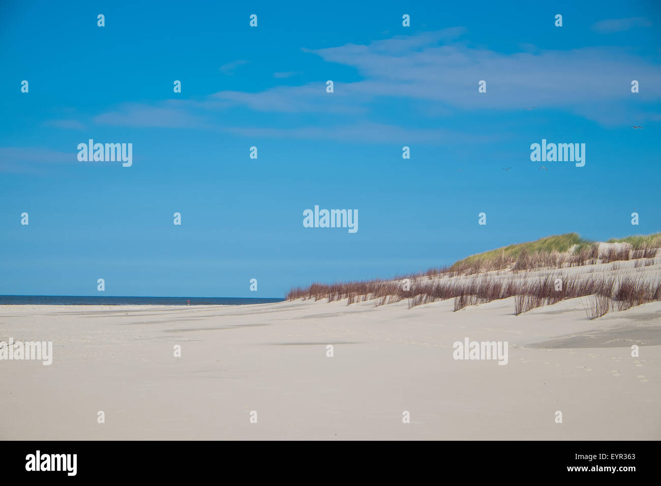 Beach and dunes at the Dutch island Texel with sea, blue sky Stock ...