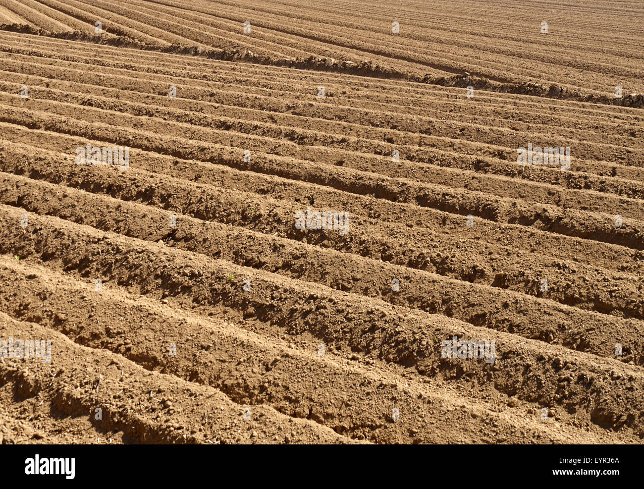 Farming field ridges soil hi-res stock photography and images - Alamy