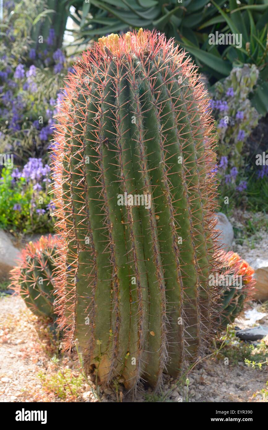 Phallic cactus plant Stock Photo - Alamy