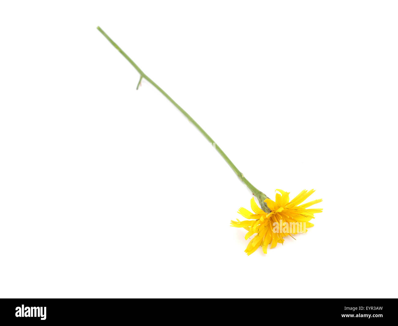 crepis flower on a white background Stock Photo - Alamy