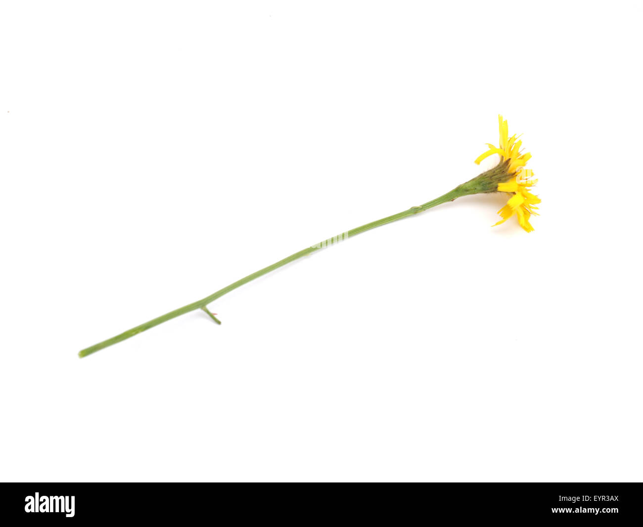 crepis flower on a white background Stock Photo - Alamy