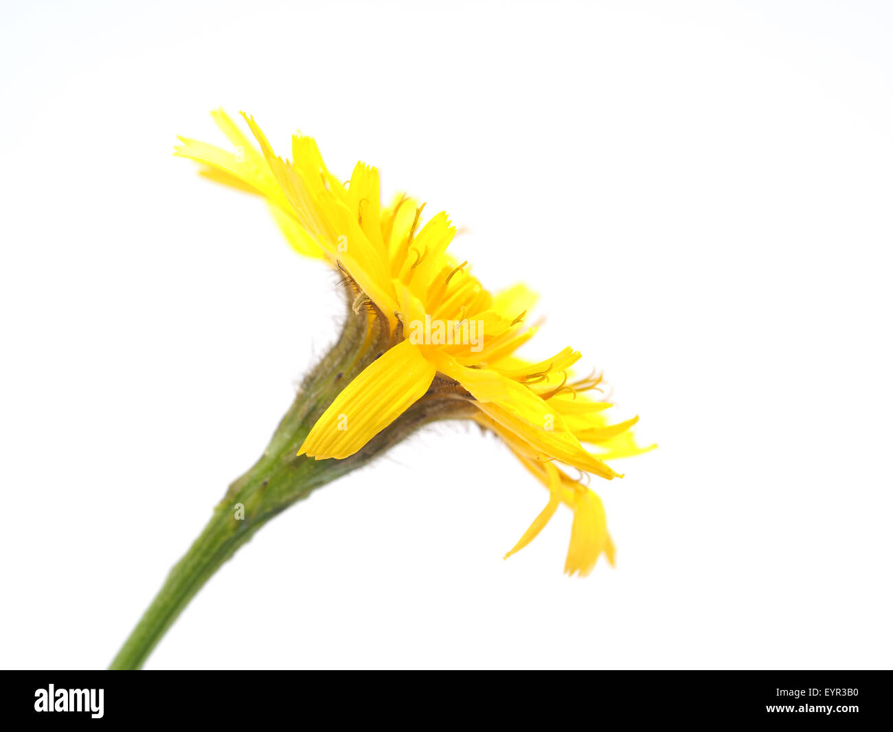 crepis flower on a white background Stock Photo - Alamy