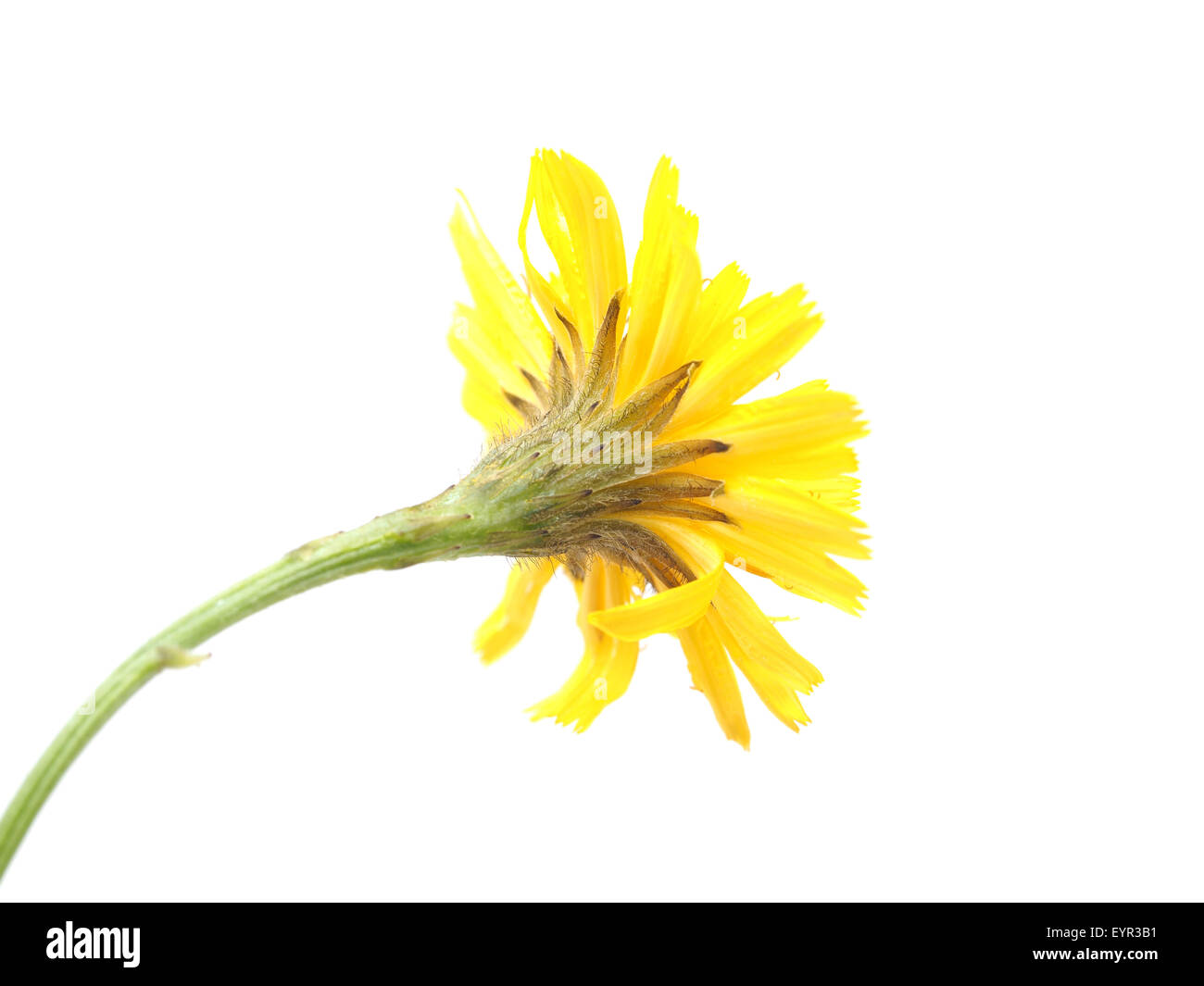 crepis flower on a white background Stock Photo - Alamy