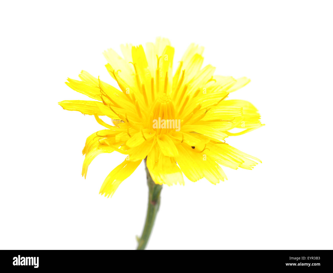 crepis flower on a white background Stock Photo - Alamy