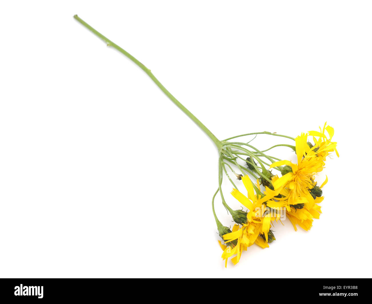 crepis flower on a white background Stock Photo - Alamy