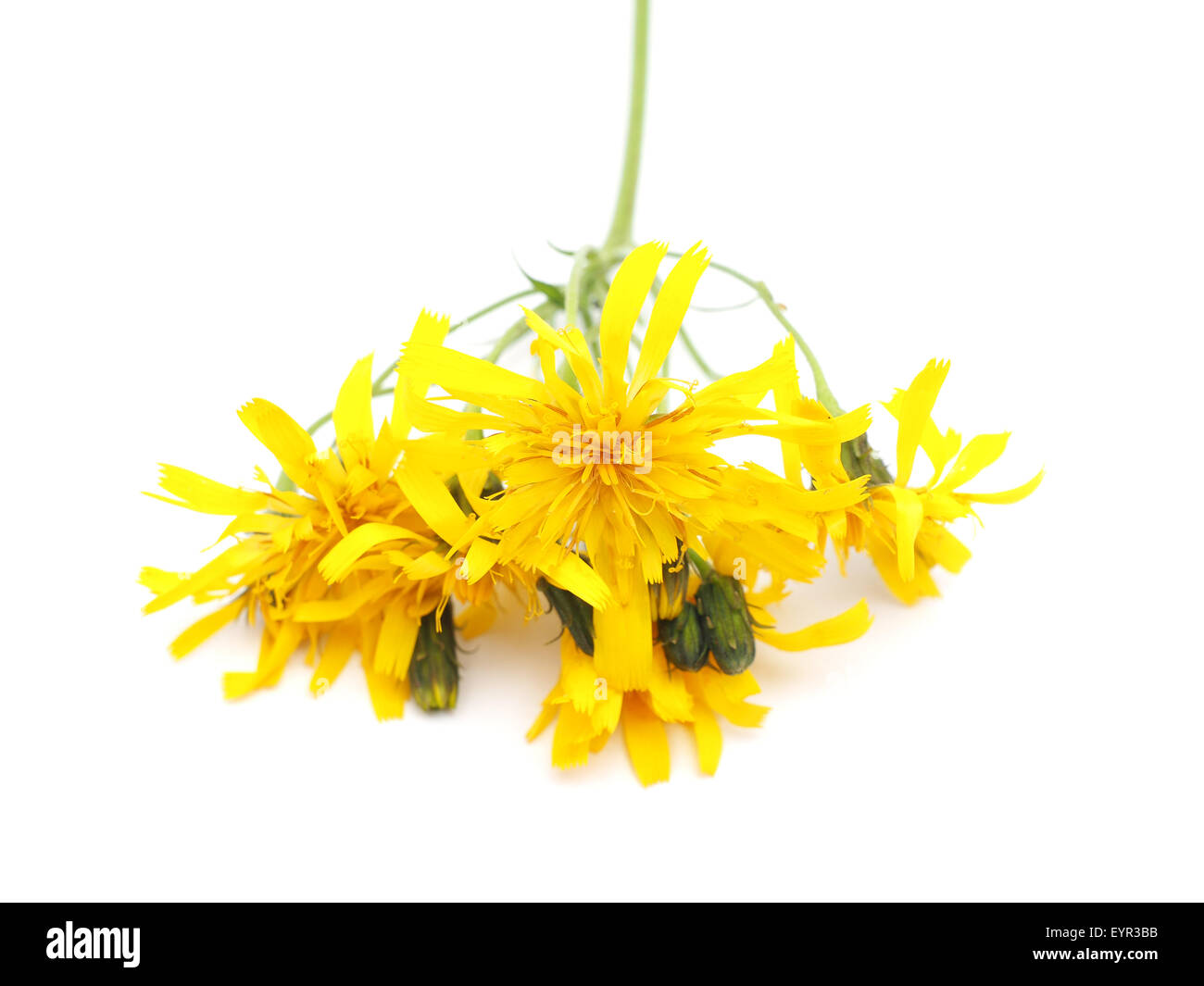 crepis flower on a white background Stock Photo - Alamy