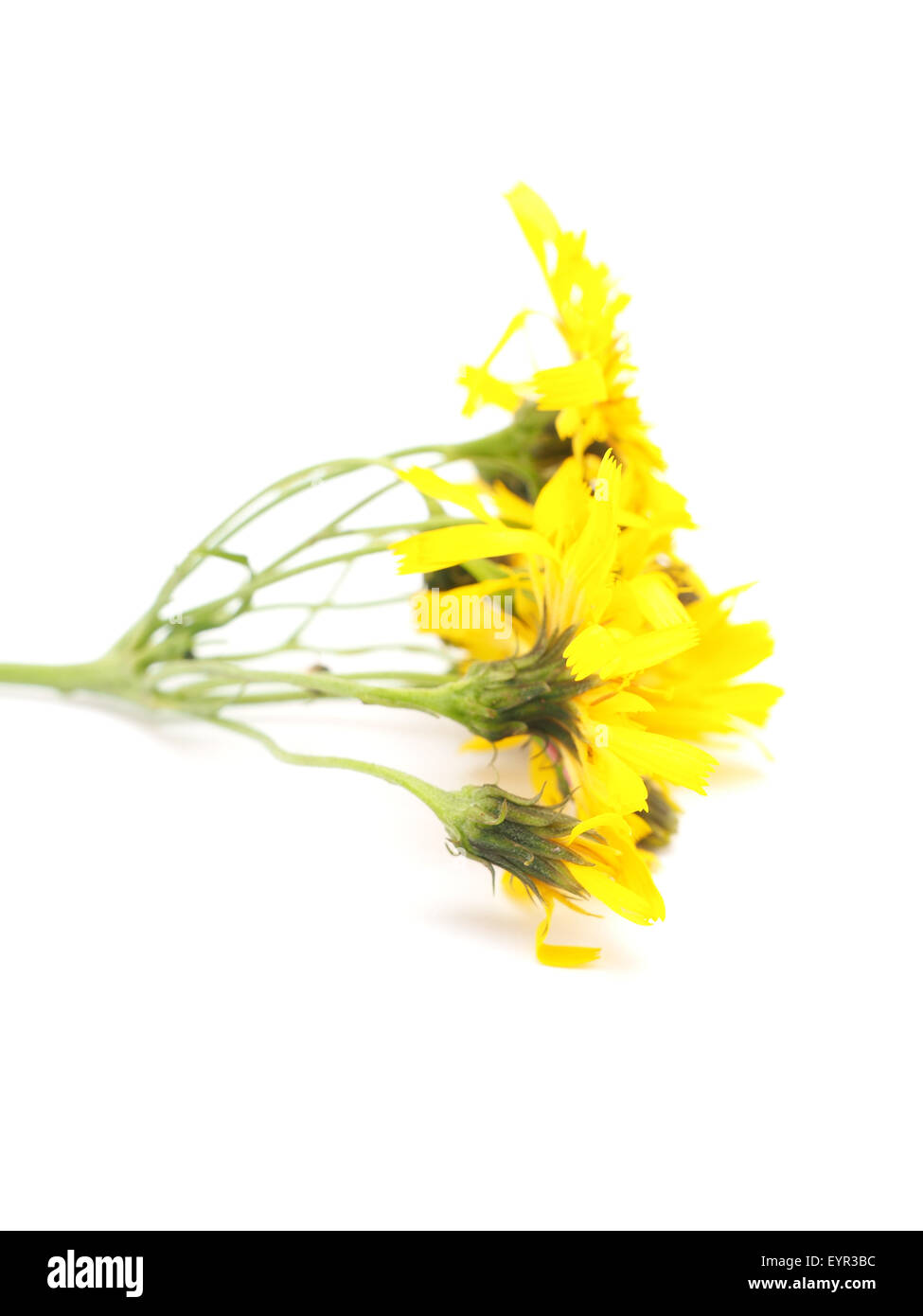 crepis flower on a white background Stock Photo - Alamy