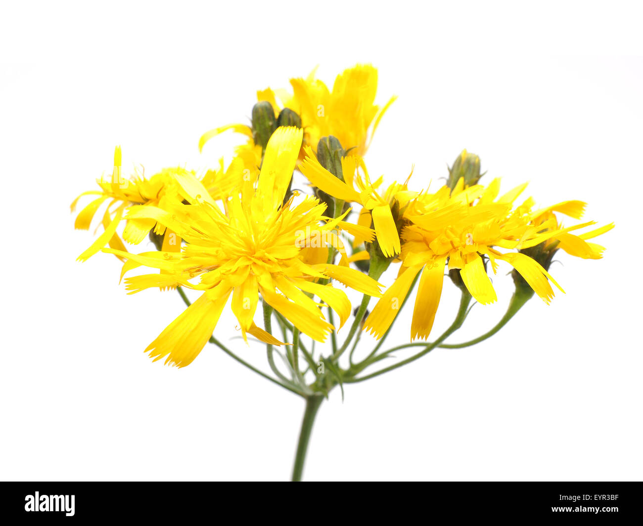 crepis flower on a white background Stock Photo - Alamy