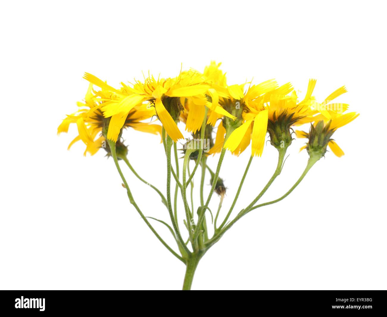 crepis flower on a white background Stock Photo - Alamy