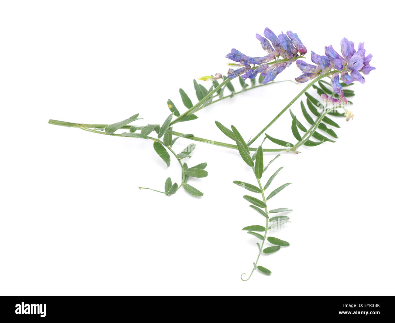 Tufted Vetch flowers isolated on white (Vicia Cracca Stock Photo - Alamy