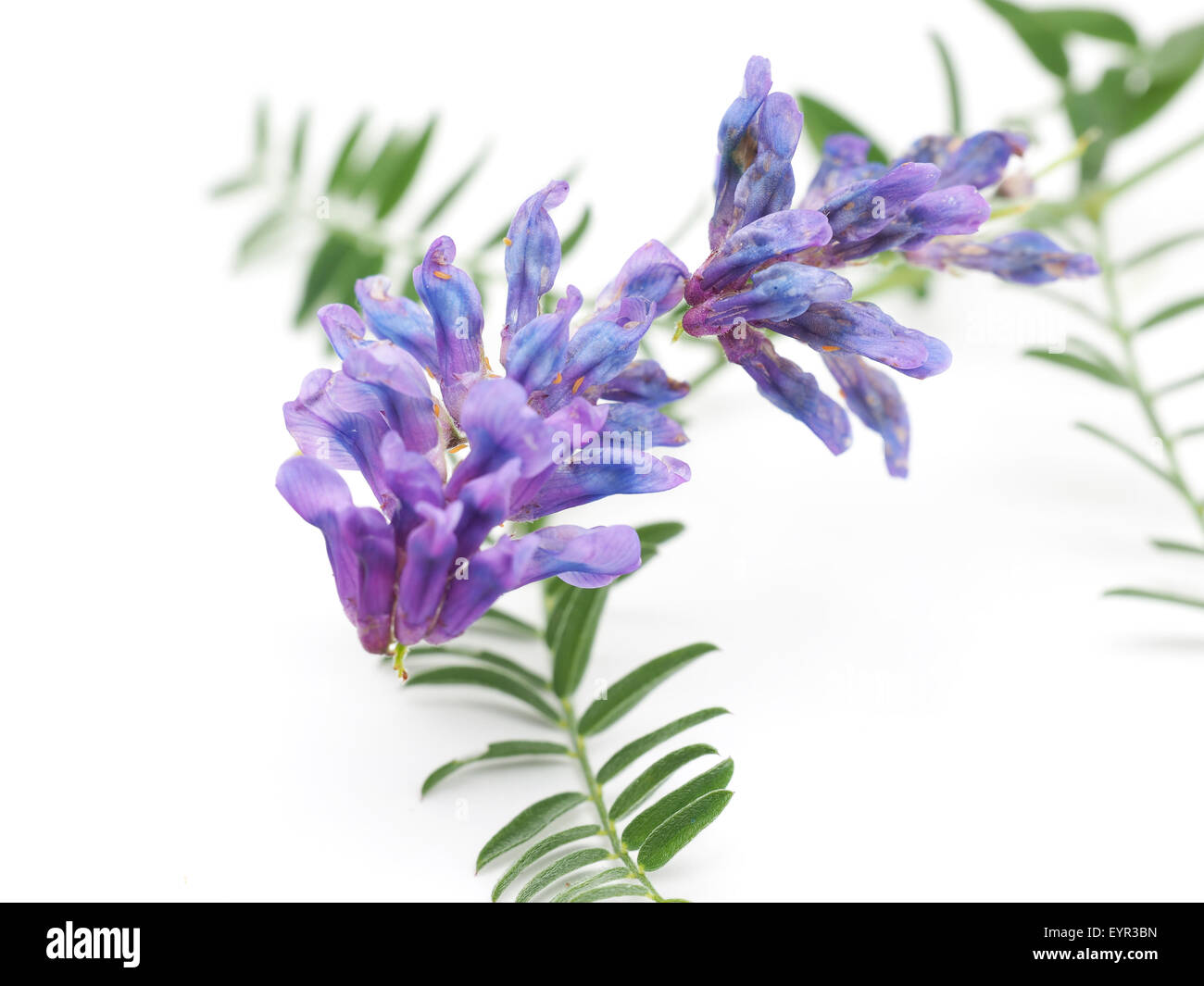 Tufted Vetch flowers isolated on white (Vicia Cracca Stock Photo - Alamy