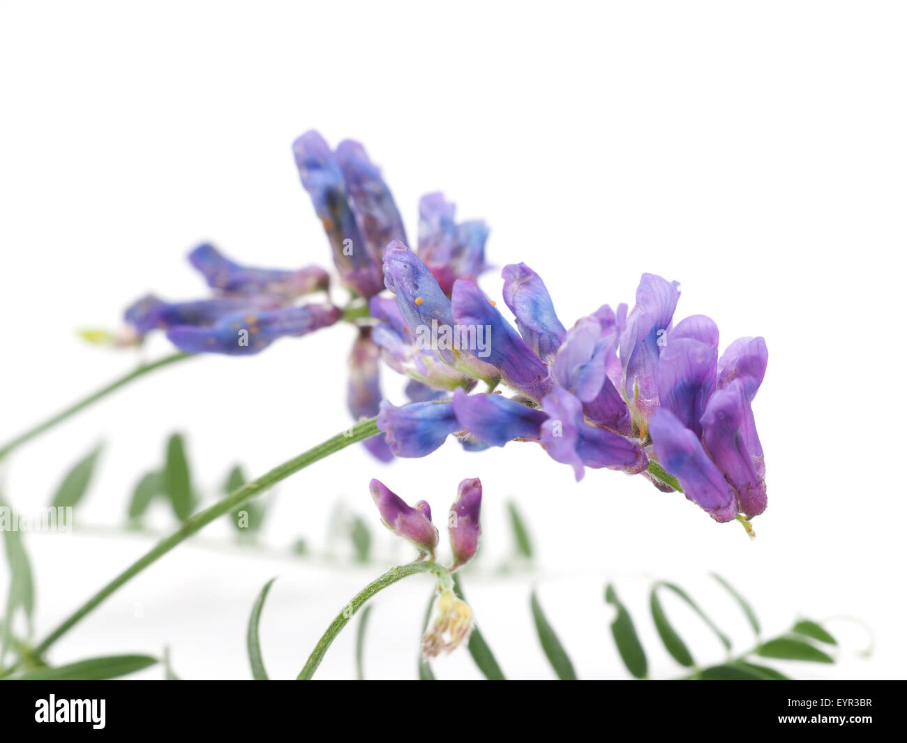 Tufted Vetch flowers isolated on white (Vicia Cracca Stock Photo - Alamy