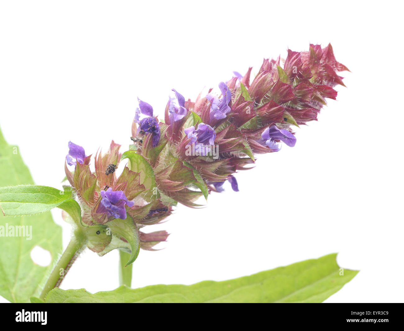 Brunella vulgaris on a white Stock Photo - Alamy