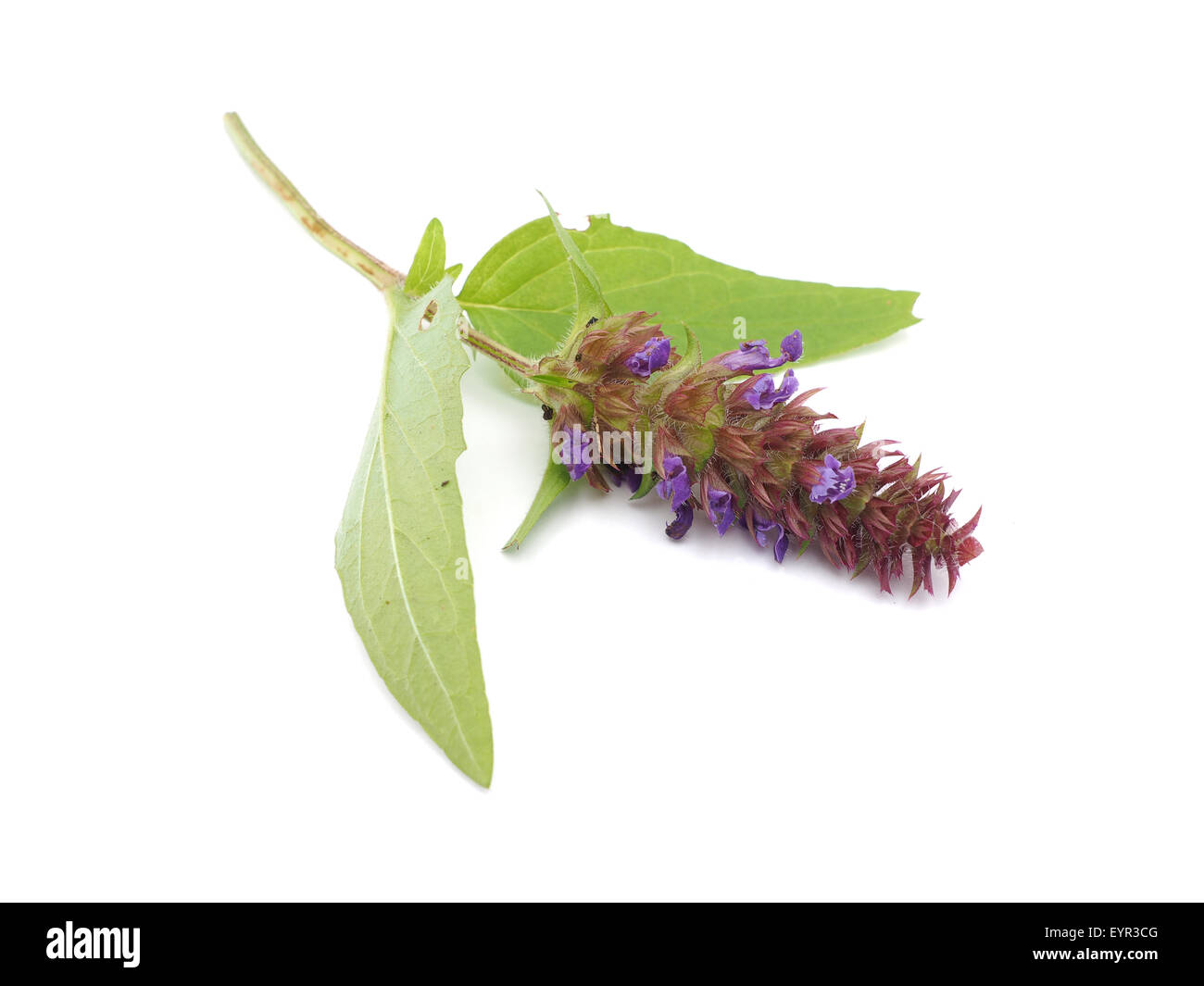 Self heal prunella vulgaris Cut Out Stock Images & Pictures - Alamy