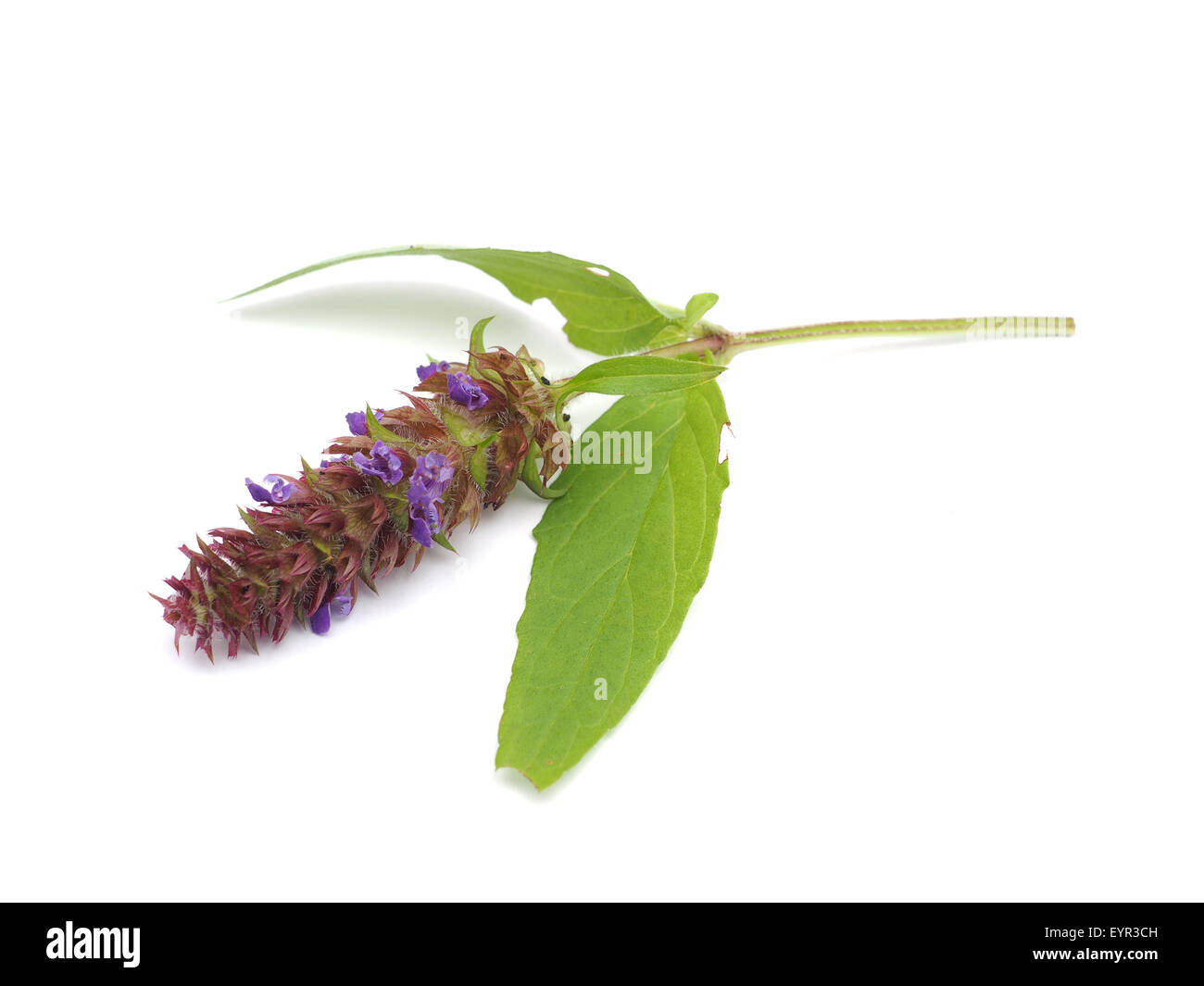 Plant brunella vulgaris hi-res stock photography and images - Alamy
