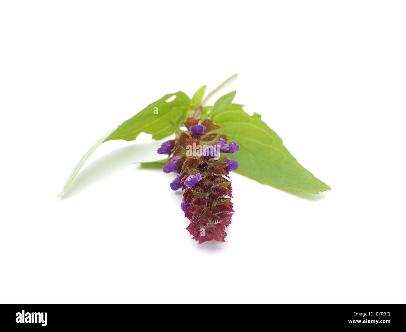 Self heal prunella vulgaris Cut Out Stock Images & Pictures - Alamy