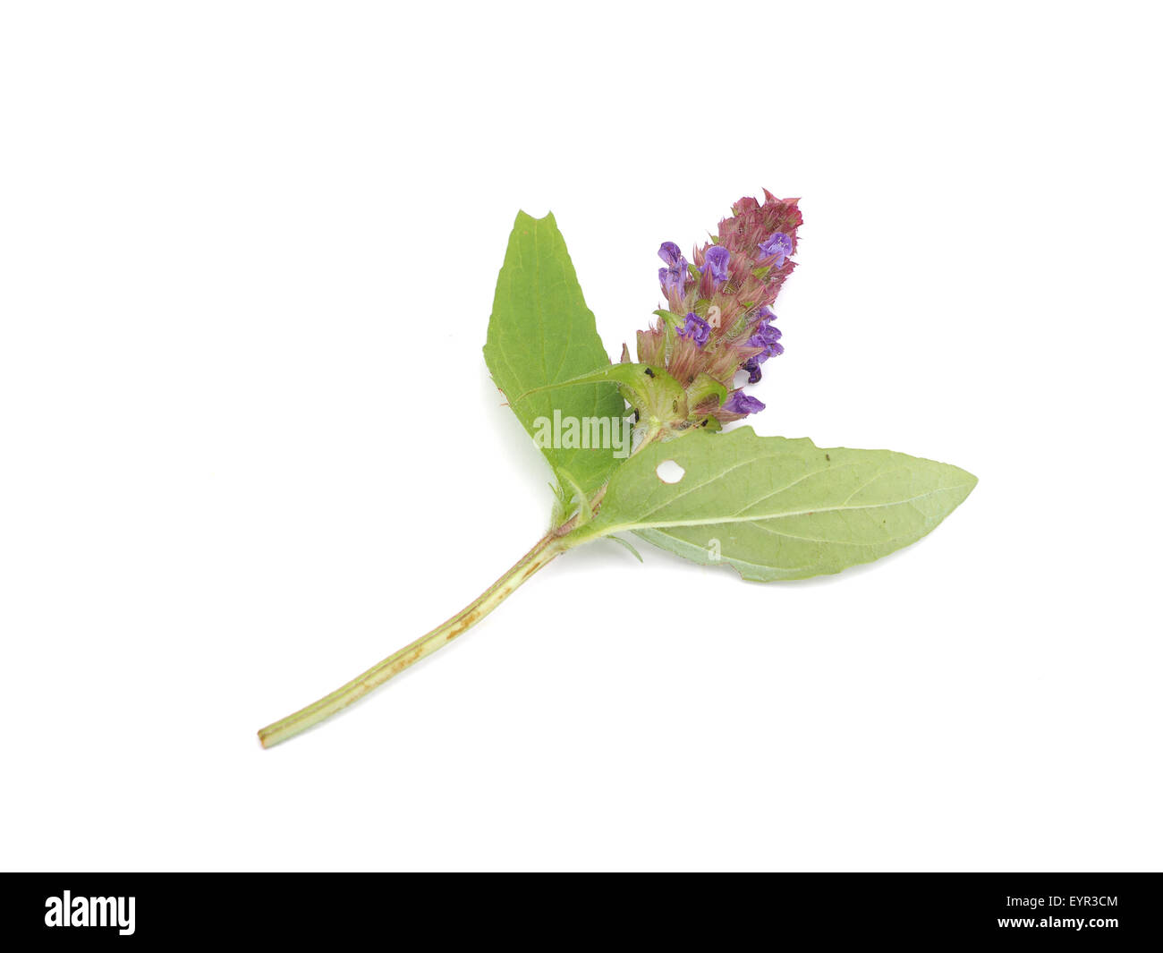 Brunella vulgaris on a white Stock Photo - Alamy