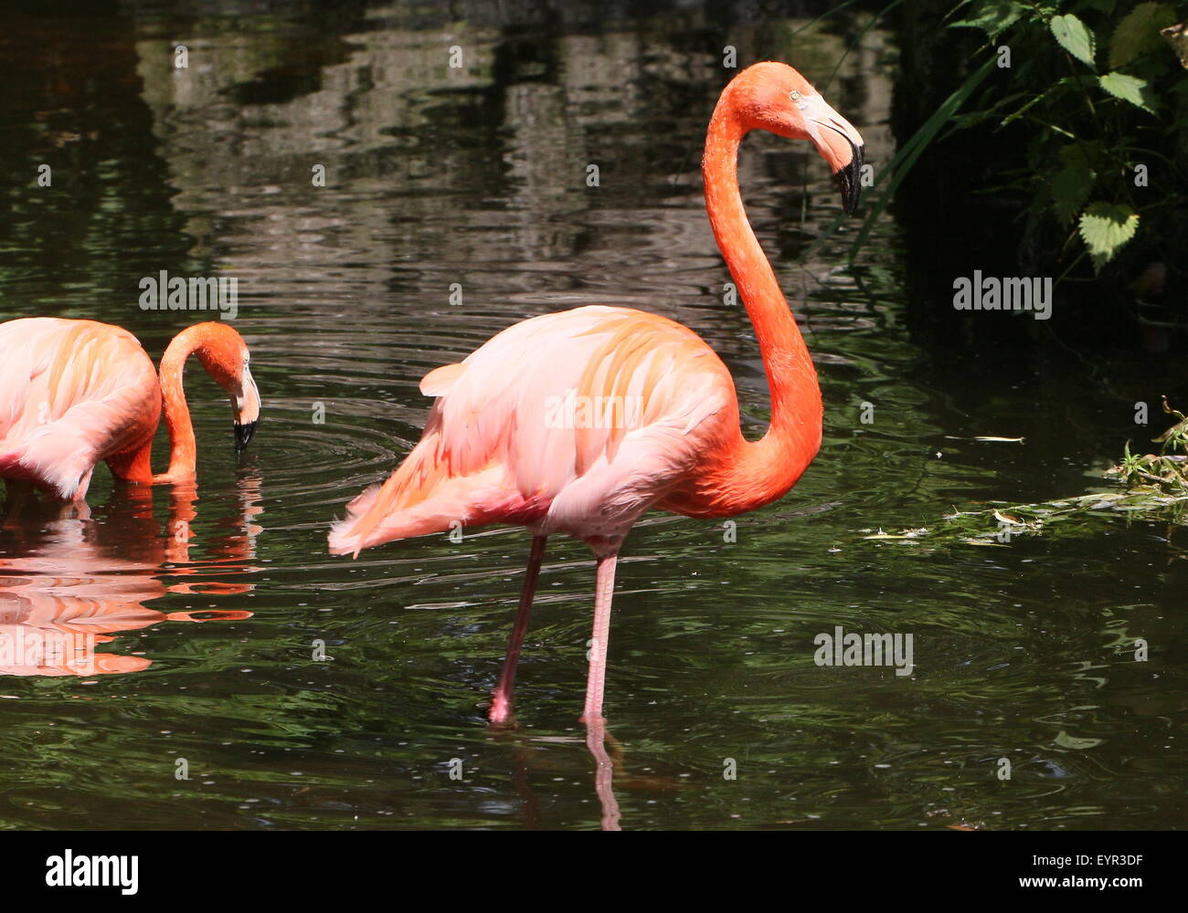 Grote flamingo hi-res stock photography and images - Alamy