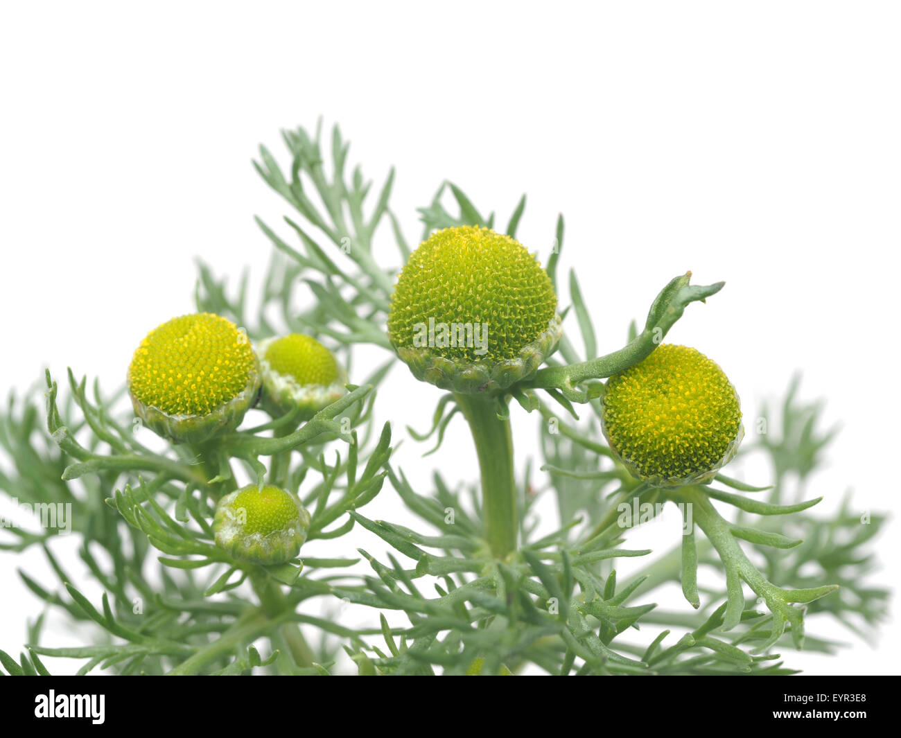 Herbs pineappleweed (Matricaria discoidea) on a white background Stock ...