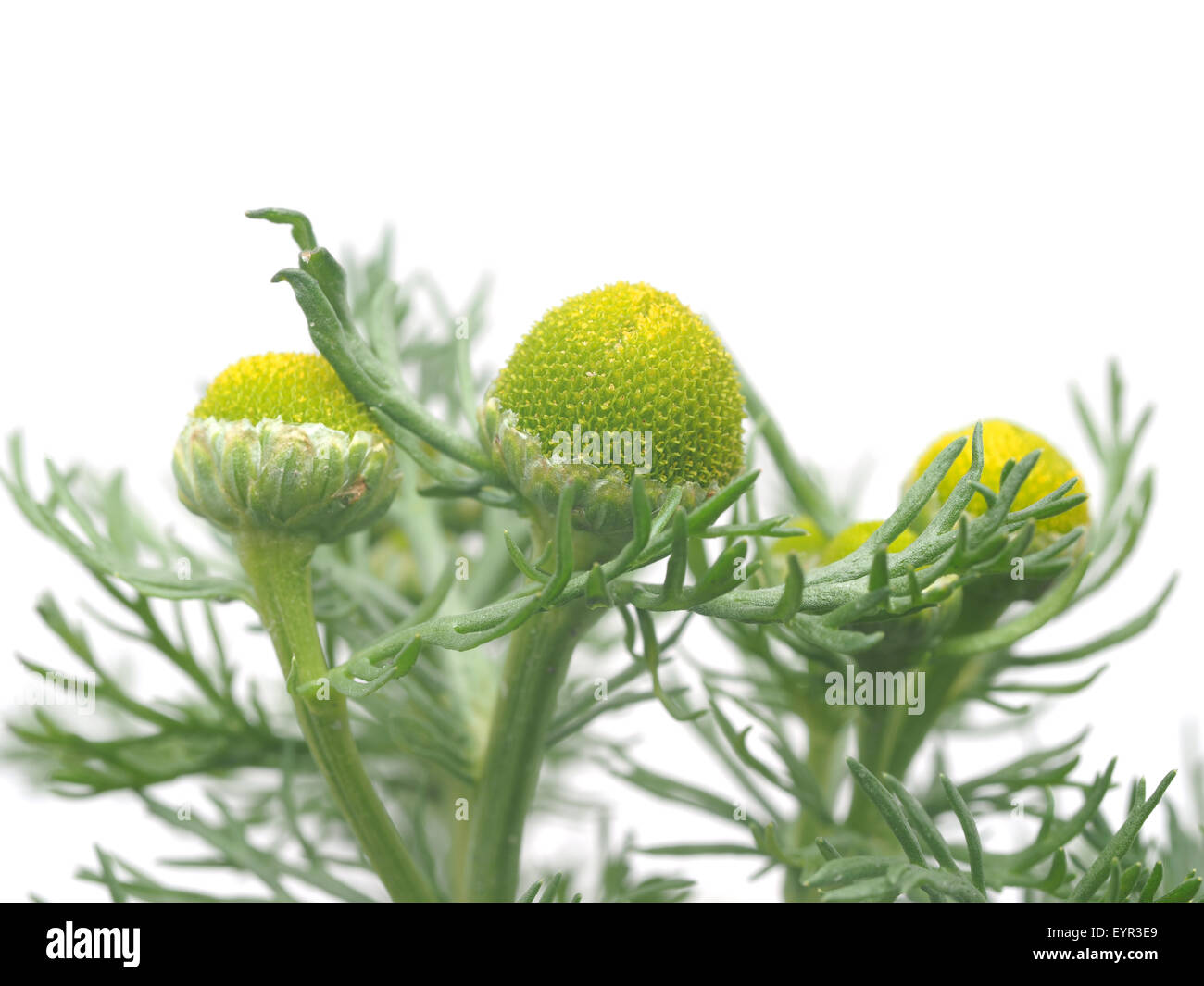 Herbs pineappleweed (Matricaria discoidea) on a white background Stock ...