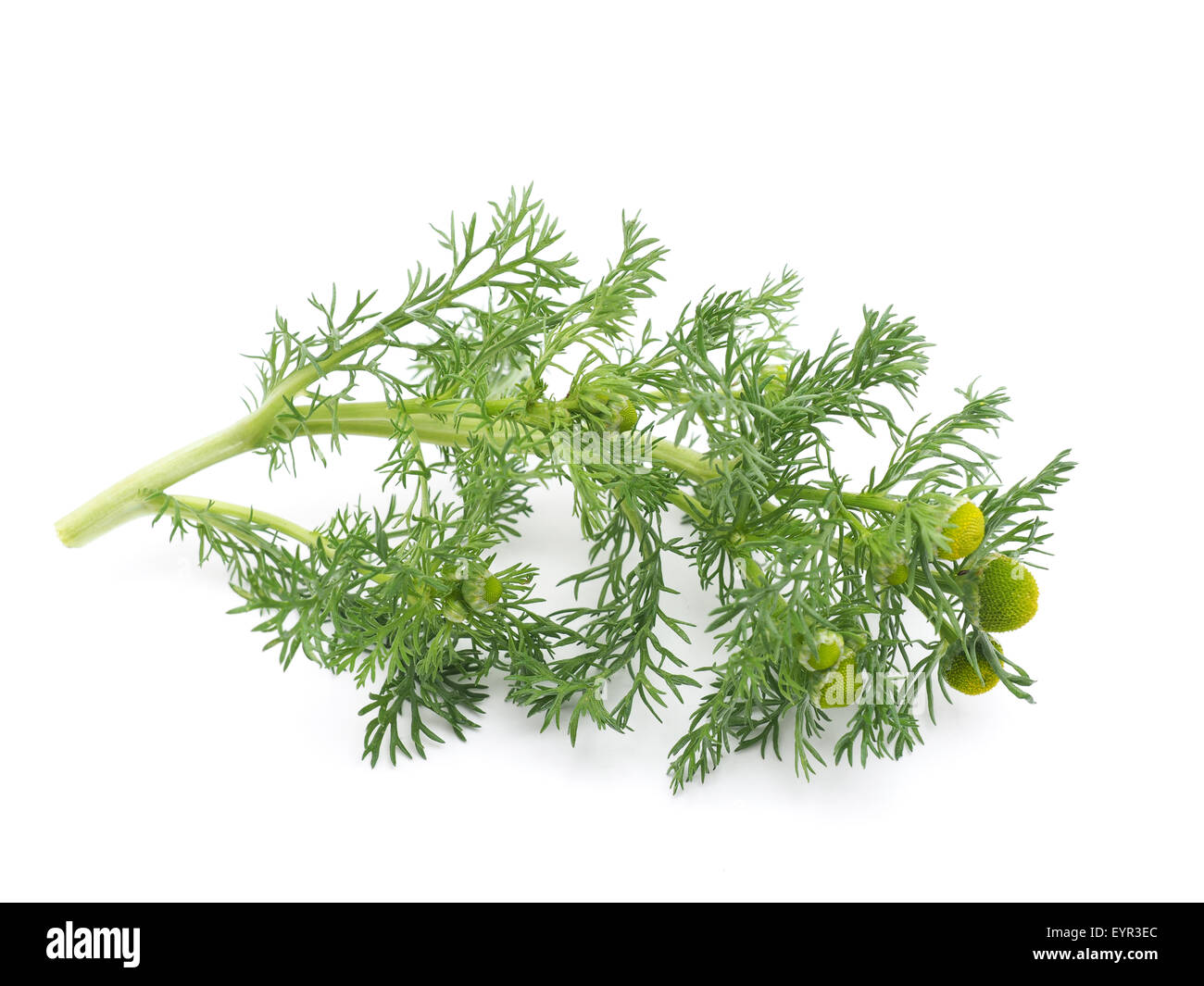 Herbs pineappleweed (Matricaria discoidea) on a white background Stock ...