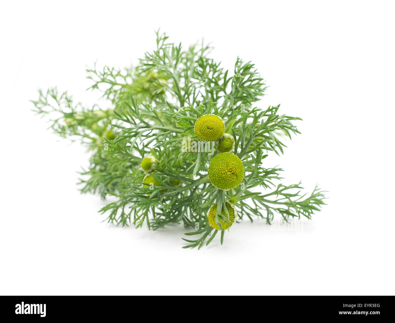 Herbs pineappleweed (Matricaria discoidea) on a white background Stock ...