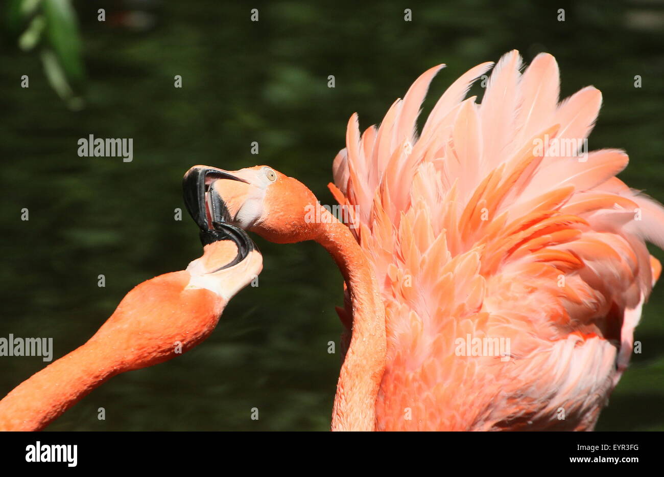 Male flamingos hi-res stock photography and images - Alamy