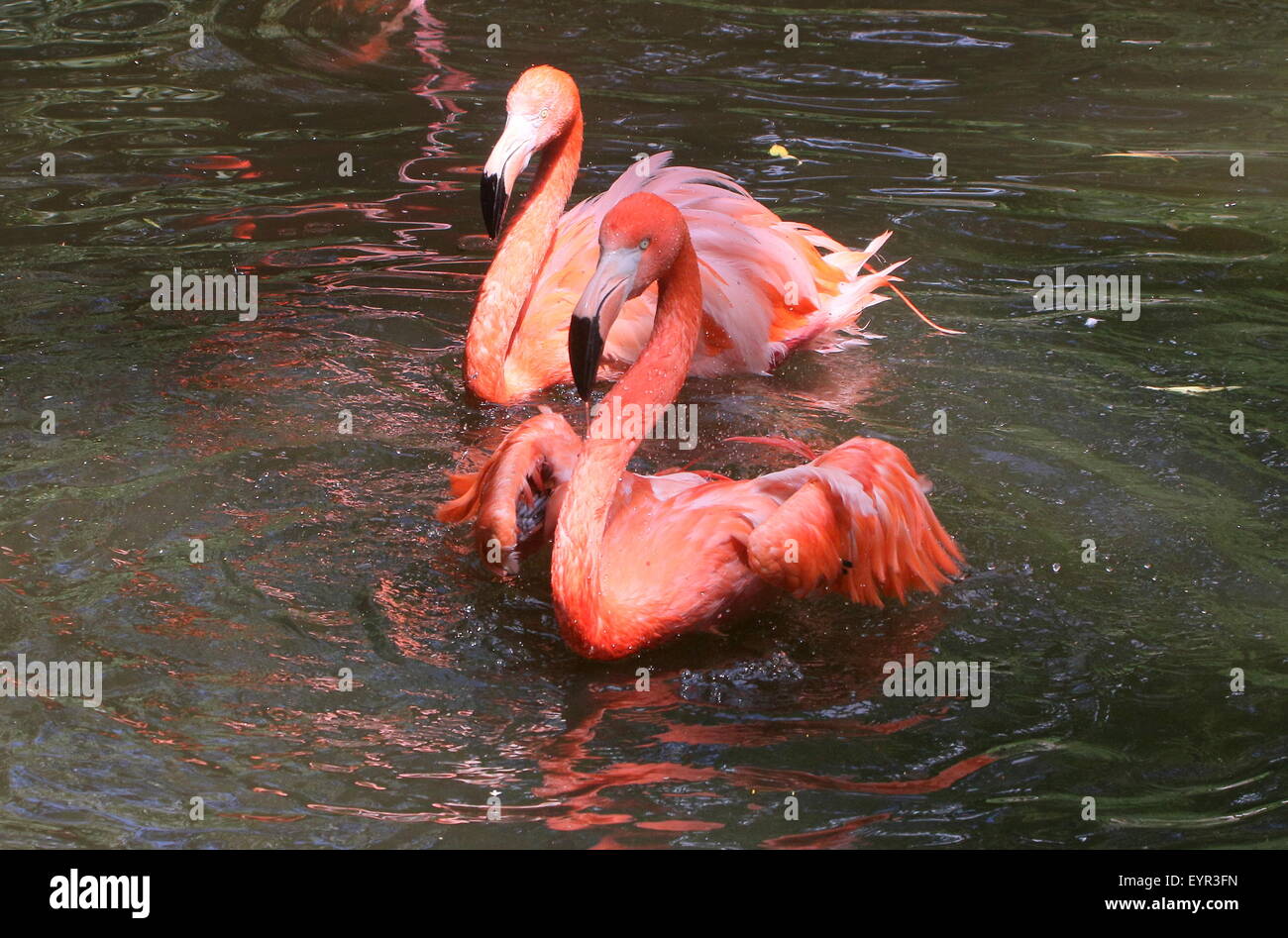 Rode flamingo hi-res stock photography and images - Alamy