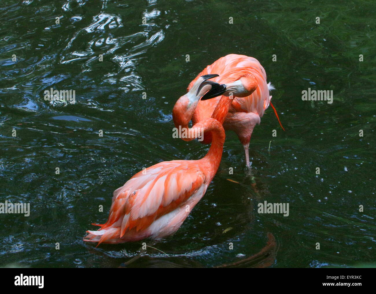 Two American or Caribbean flamingos (Phoenicopterus ruber) fighting and ...