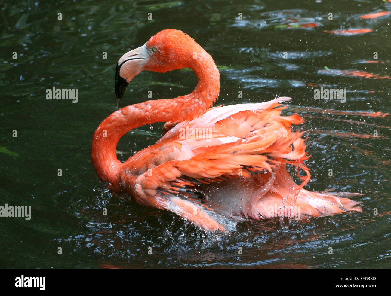 American or Caribbean flamingo (Phoenicopterus ruber) bathing in the ...